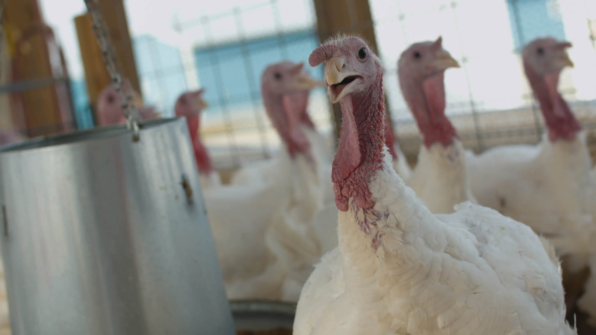 Raising the Presidential Flock - National Turkey Federation