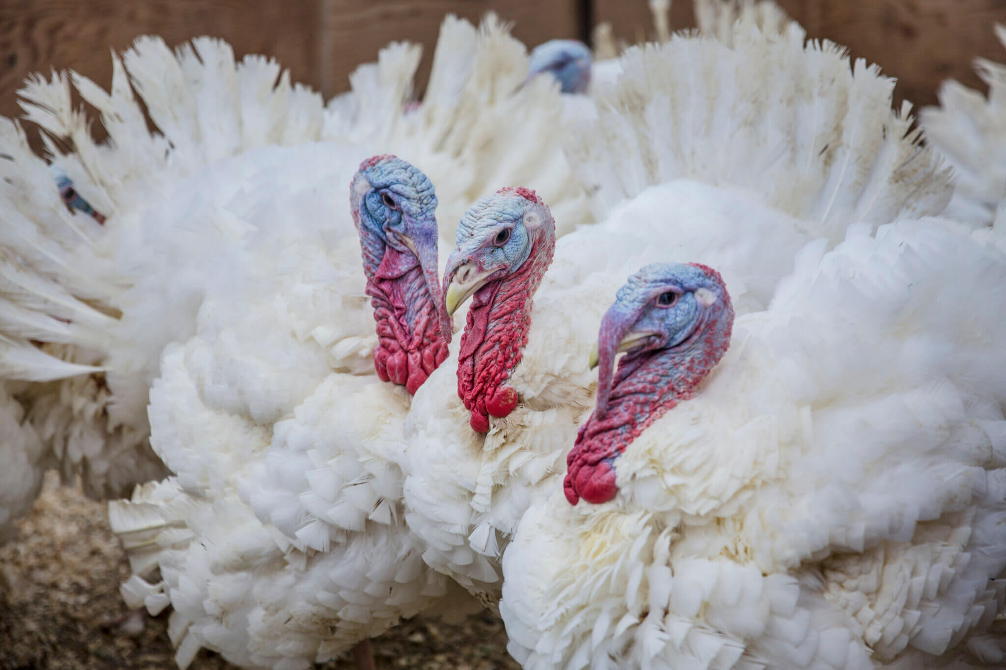 NTF Foundation - National Turkey Federation