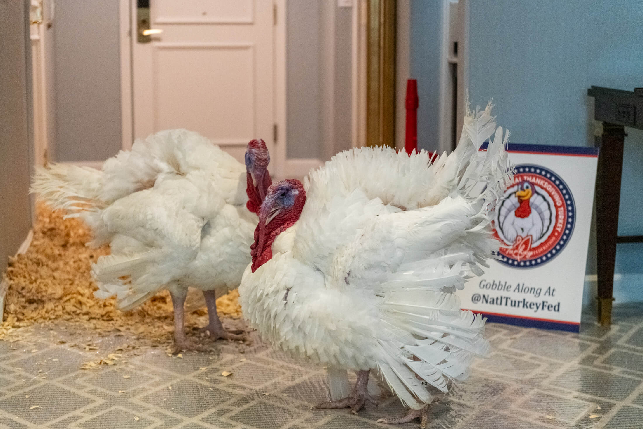 North Carolina Turkeys, Gobble and Waddle, Pardoned by President Trump